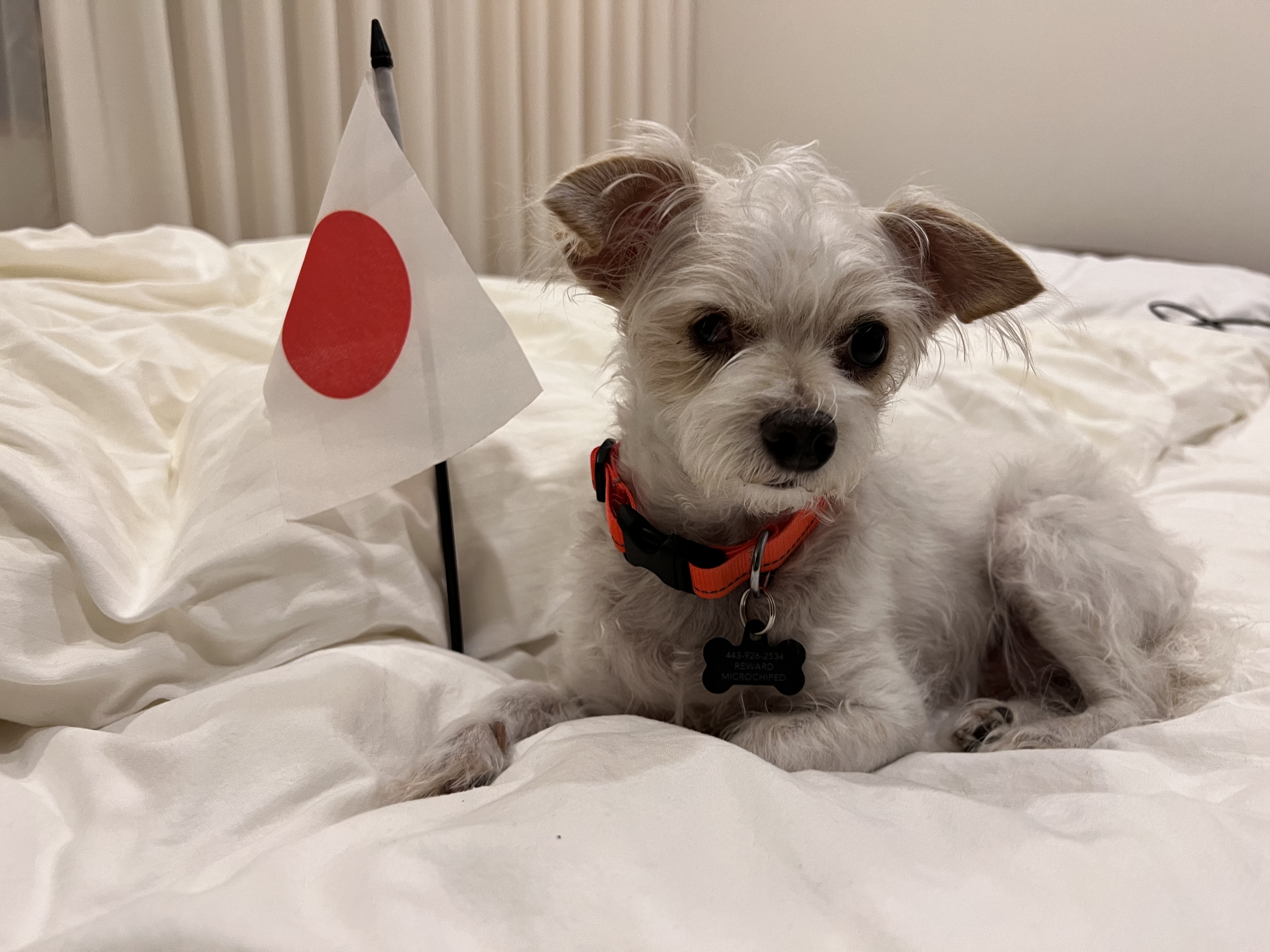 *BarnabyIsGettingSurgery - Fundraiser by Yvette Winburn on *spotfund