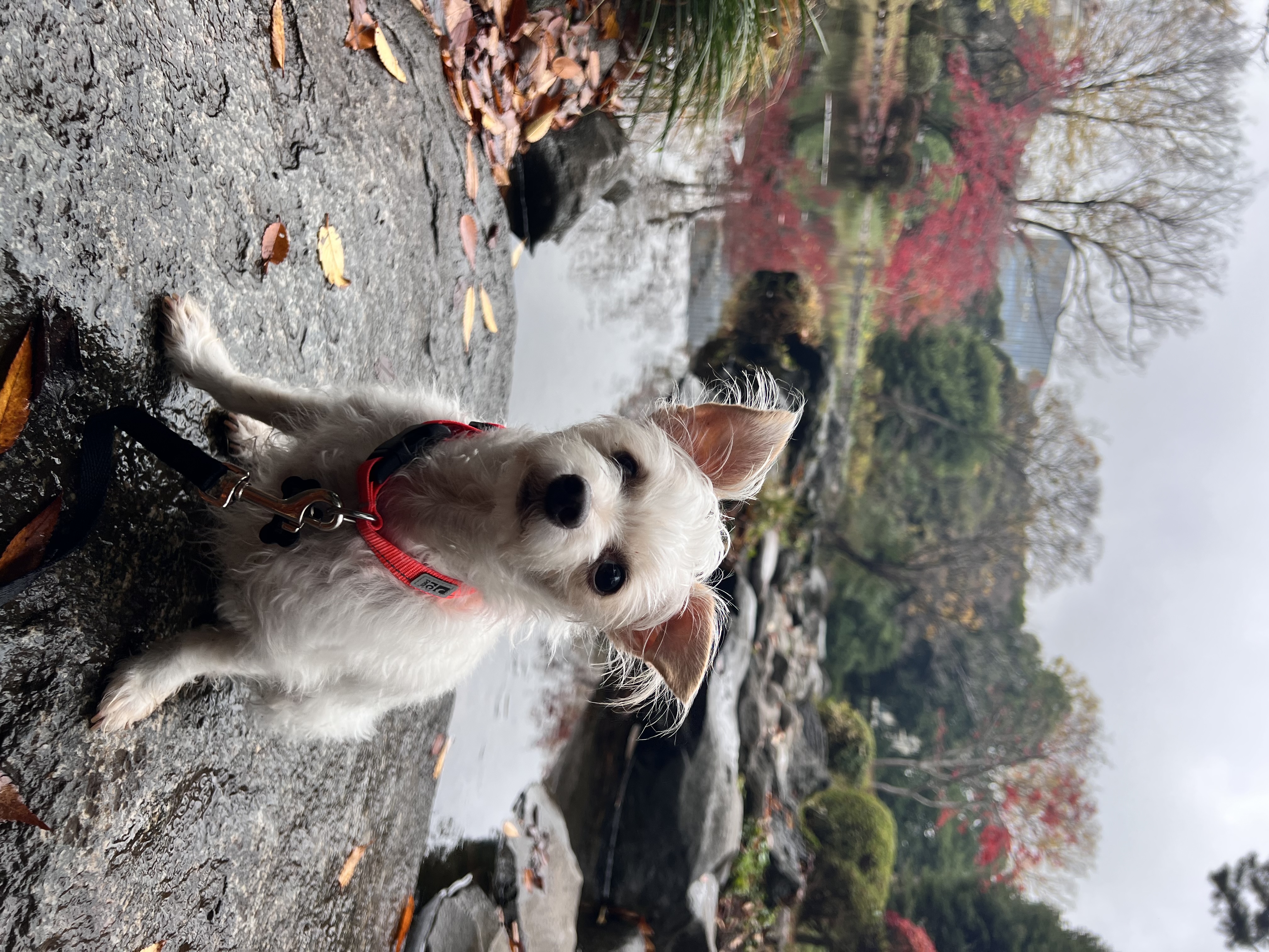 *BarnabyIsGettingSurgery - Fundraiser by Yvette Winburn on *spotfund