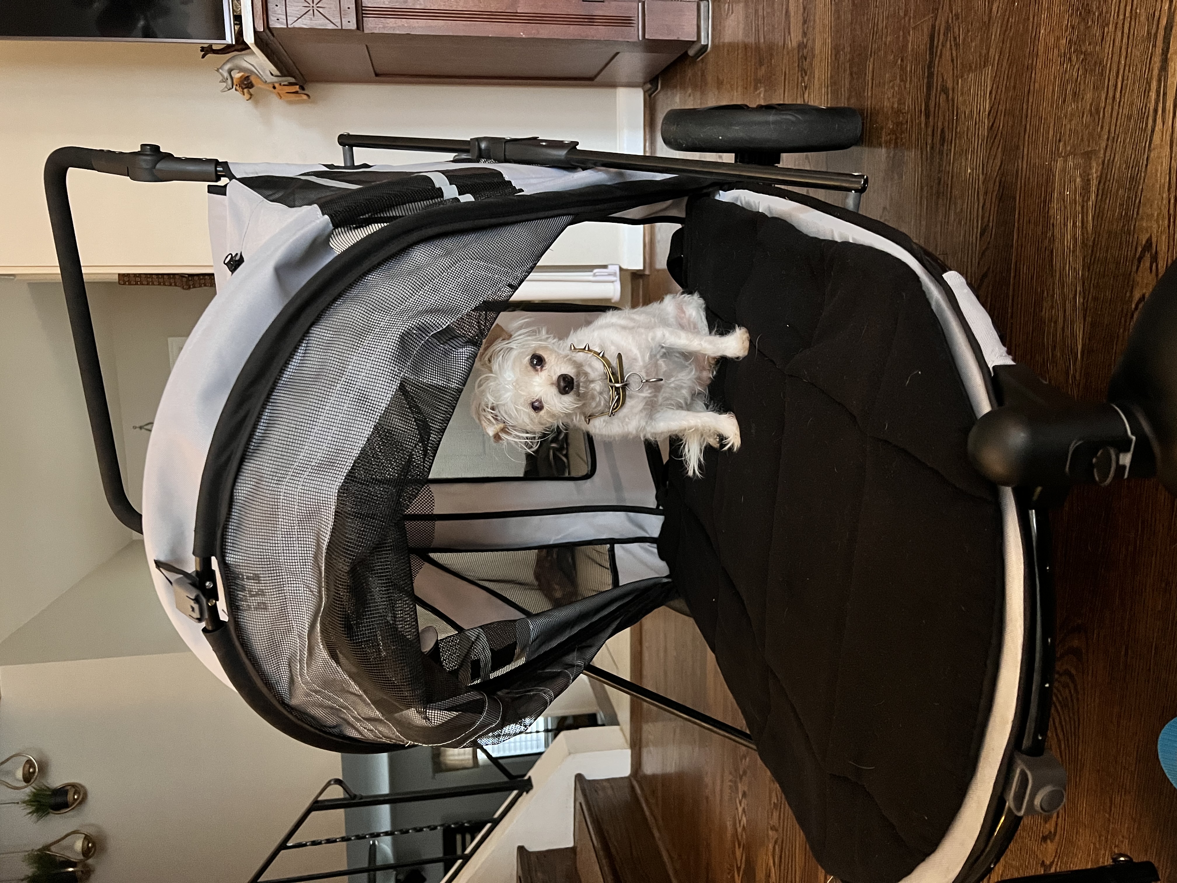 *BarnabyIsGettingSurgery - Fundraiser by Yvette Winburn on *spotfund