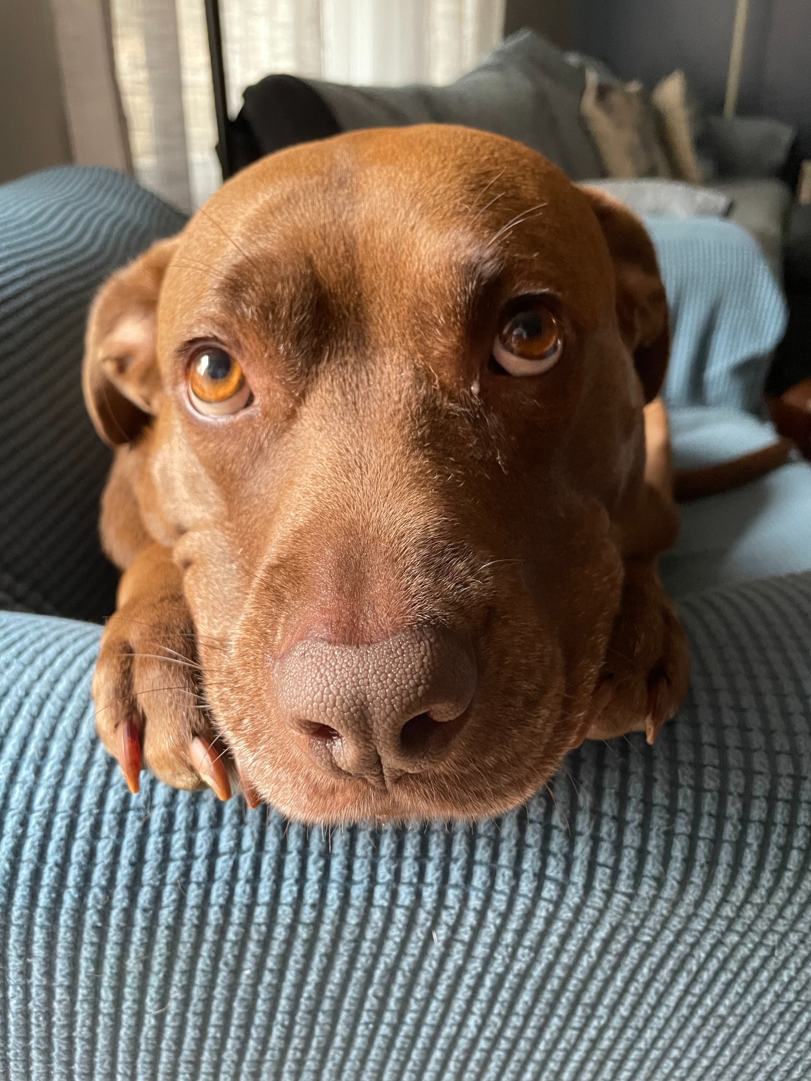 *RiverNeedsSurgery - Fundraiser by Diana Kickery on *spotfund