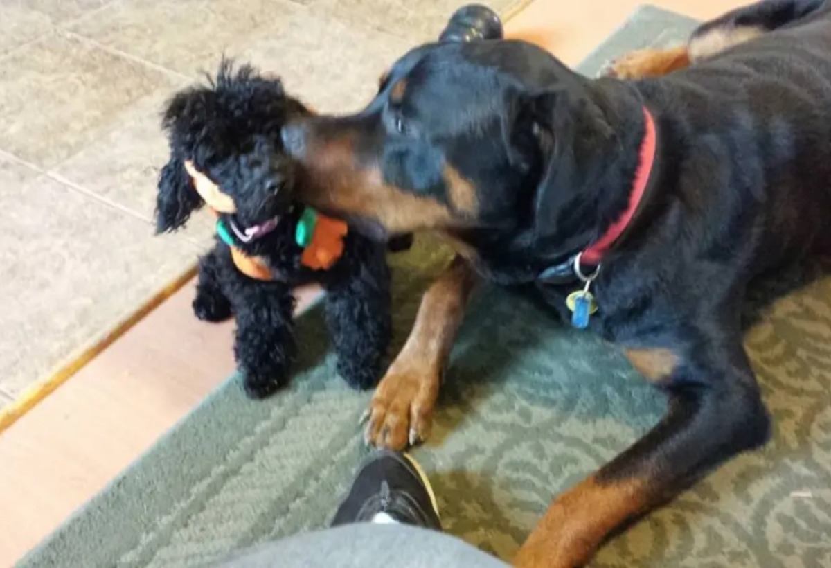 *Animals - Fundraiser by Jessica Fridley on *spotfund