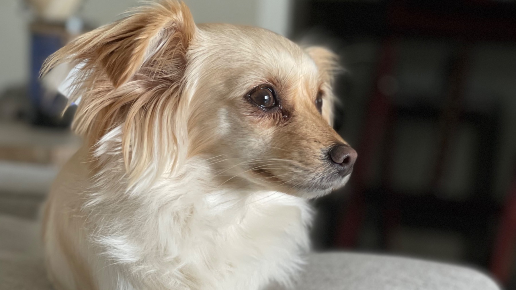 *PenniesForPenny - Fundraiser by Steven Biondo on *spotfund