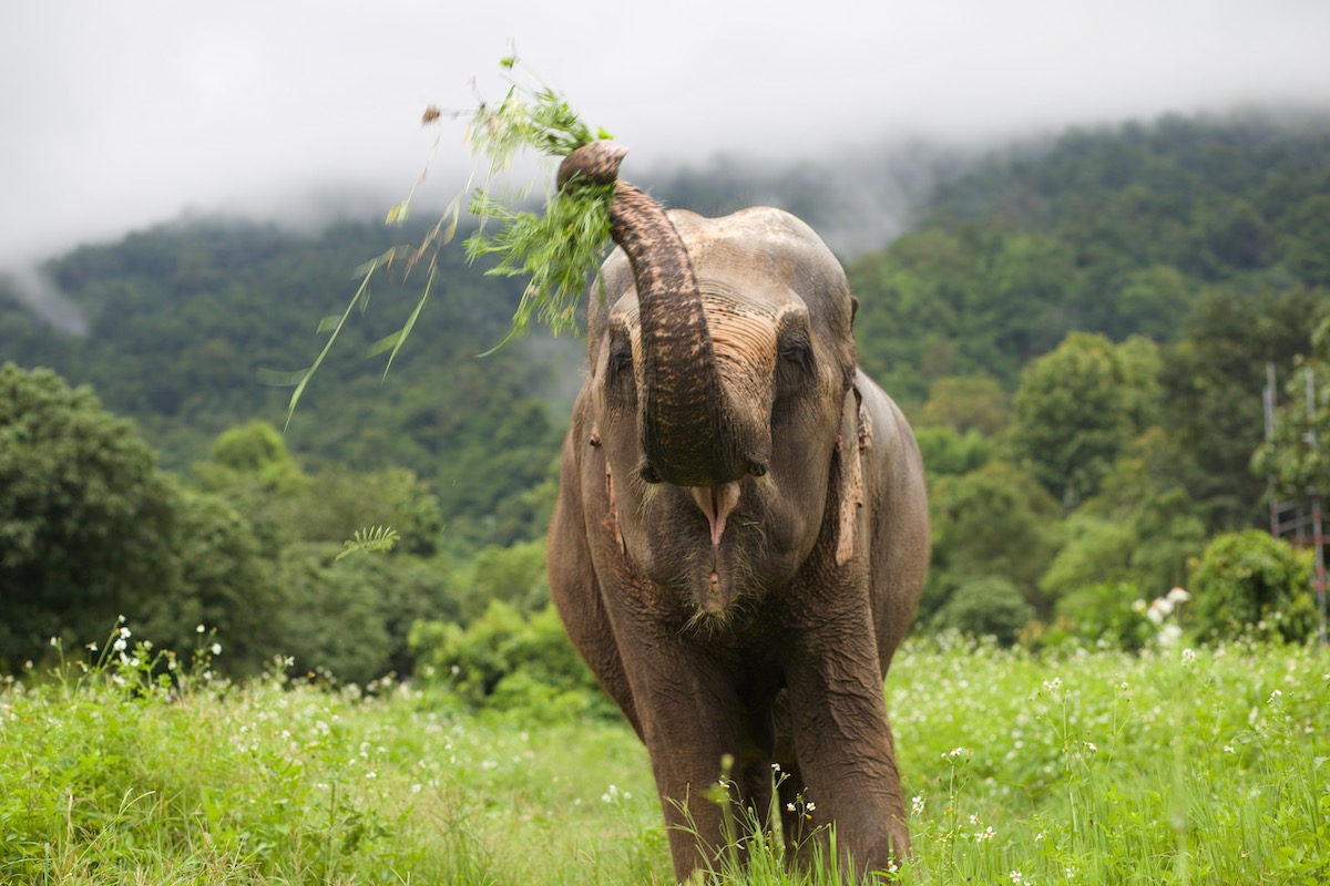 *FosterMoPoSa - Fundraiser by Trunks Up Foster Program on *spotfund