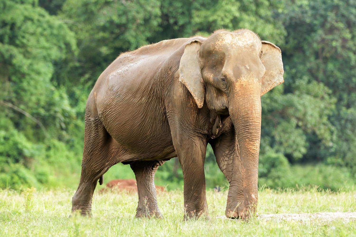 *SponsorSoPa - Fundraiser by Save Elephant Foundation on *spotfund