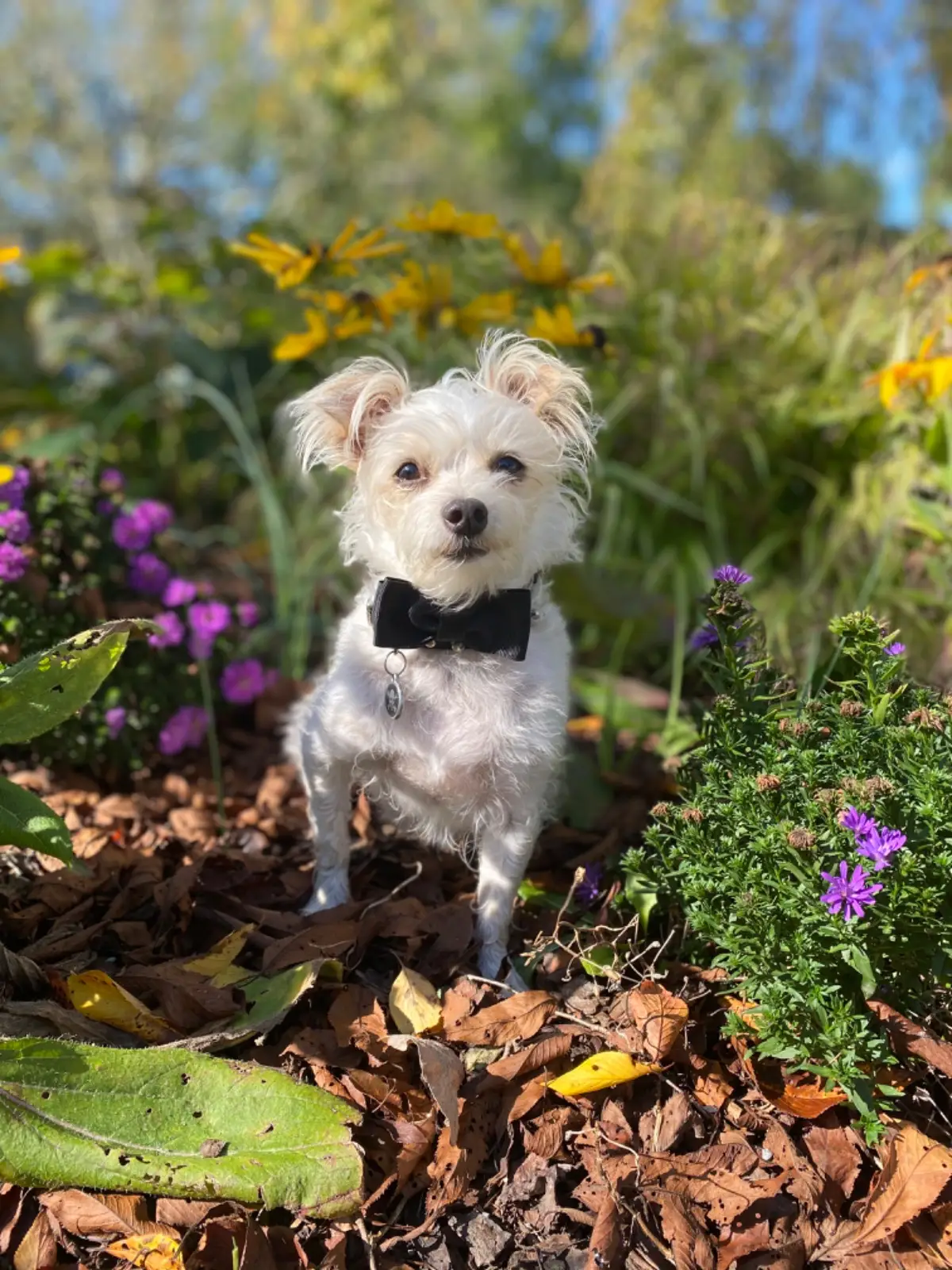 *BarnabyIsGettingSurgery - Fundraiser by Yvette Winburn on *spotfund