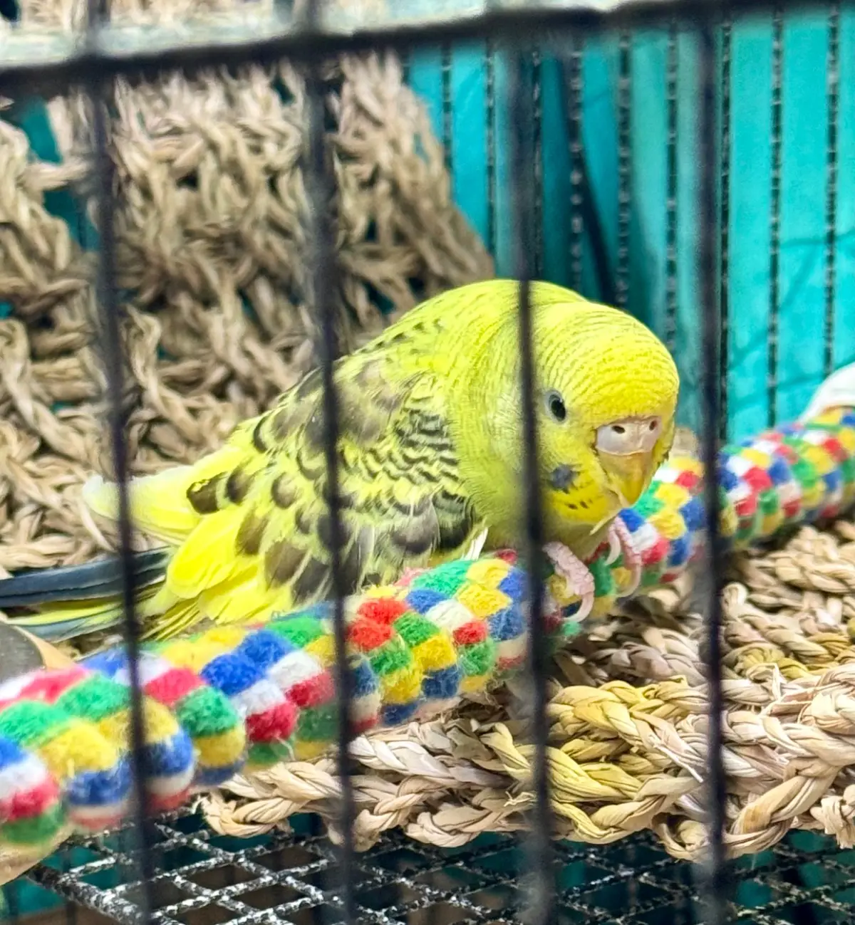 igorthedisabledbudgie-fundraiser-by-caitlin-mccauley-on-spotfund