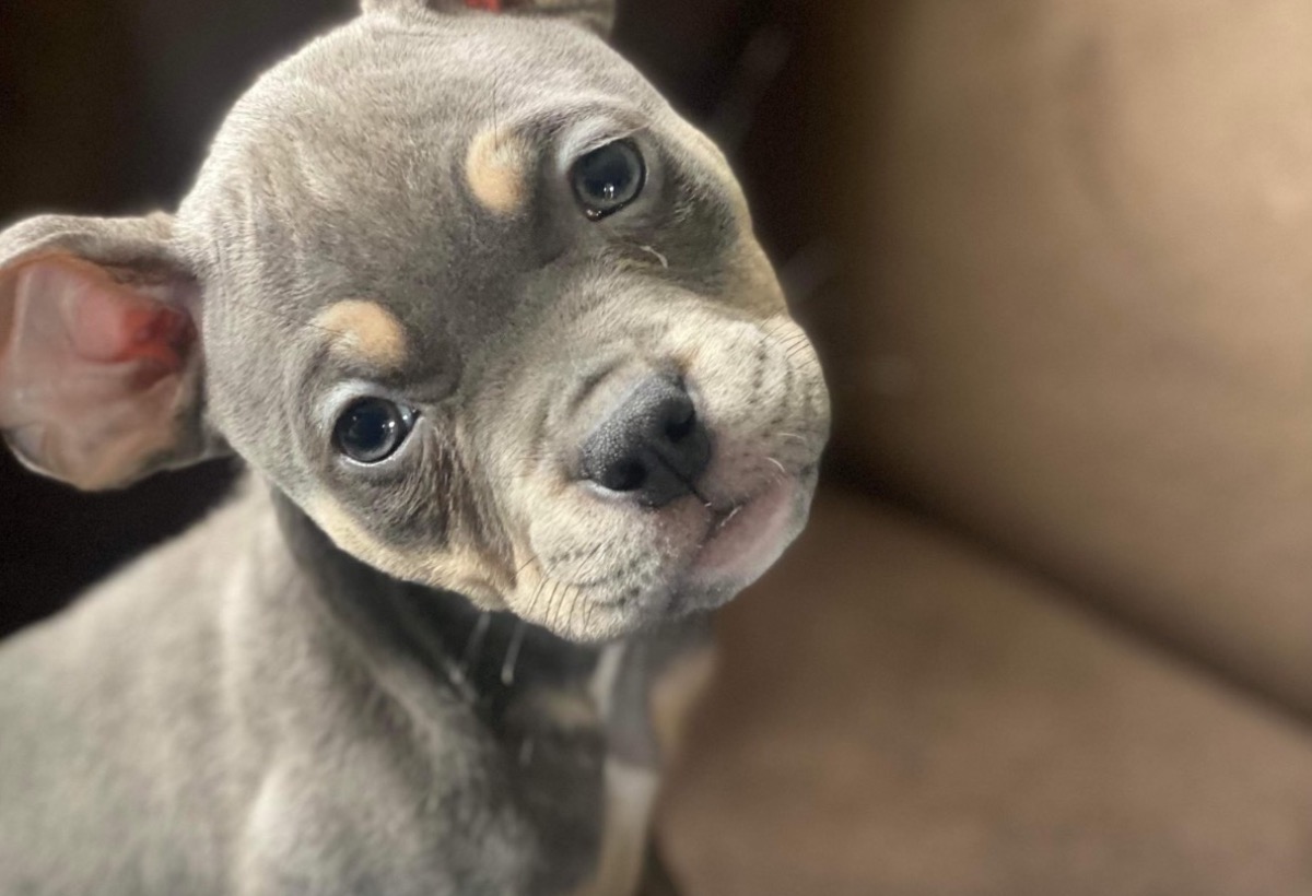 *ForMyNewPuppysShotsHannab - Fundraiser by Hannah Oetzel on *spotfund