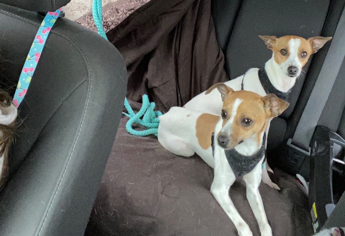 *BringMyBabiesHome - Fundraiser by Jamie Everson on *spotfund