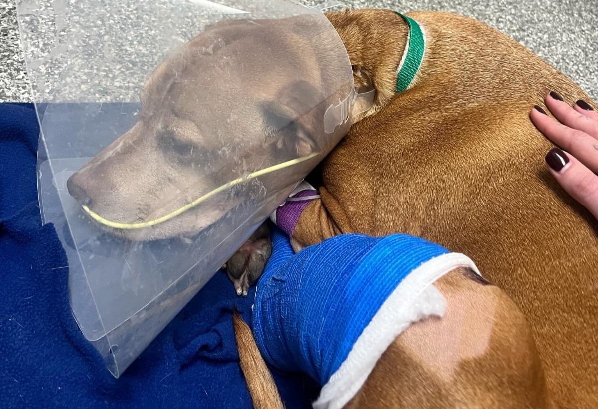 *RallyForBeauPawsUp - Fundraiser by Amy Janas on *spotfund