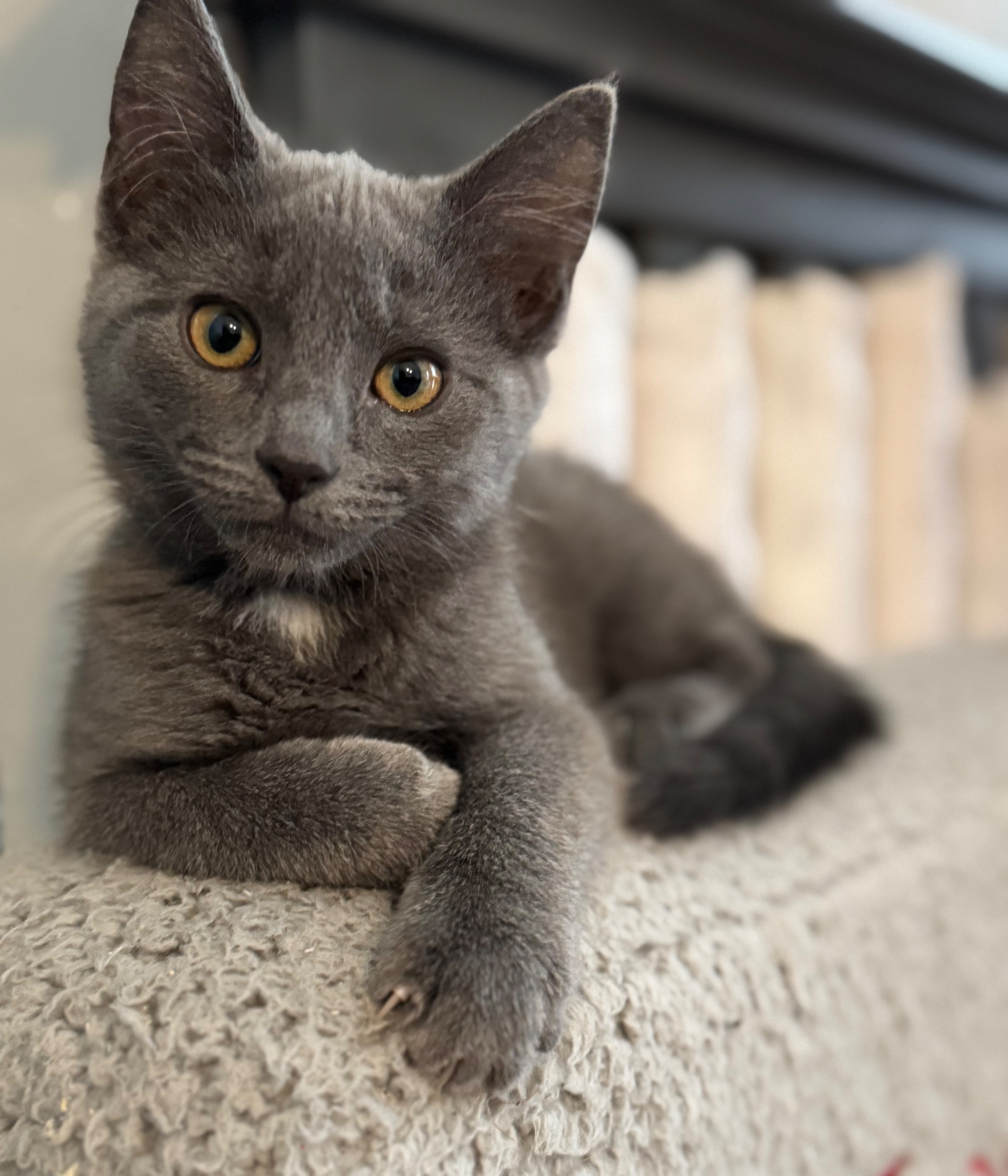 *MissysMedicalExpenses - Fundraiser by Brittlyn Dendy on *spotfund