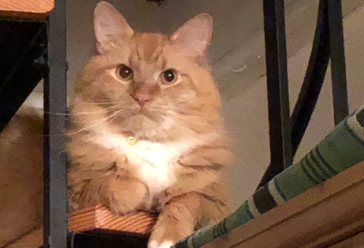 *JaxsonTheOrangeCat - Fundraiser by Erin Zavislak on *spotfund