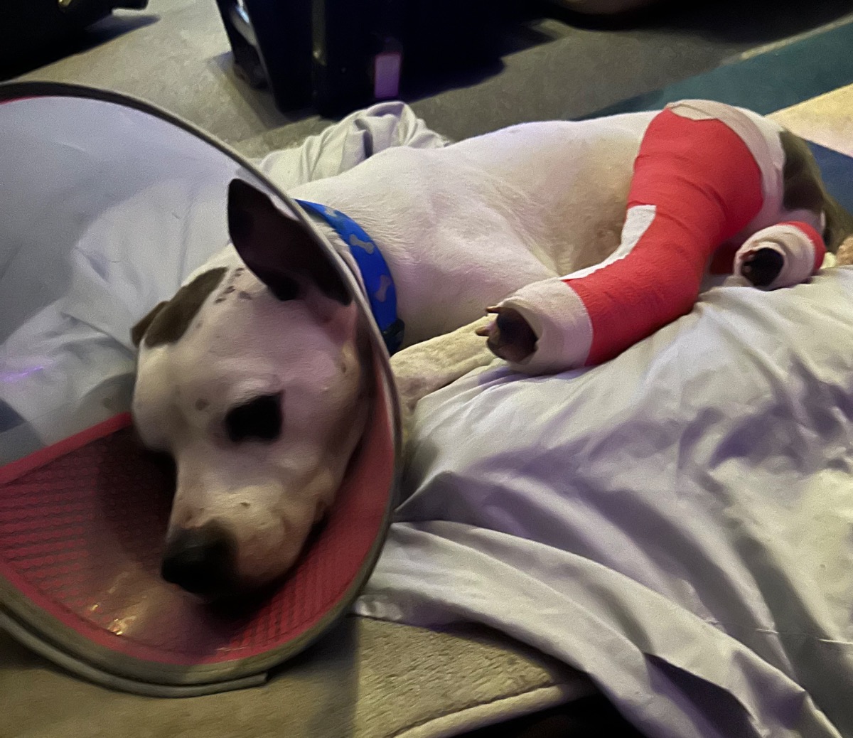 *JankosMedicalCare - Fundraiser by Rebecca Fraley on *spotfund