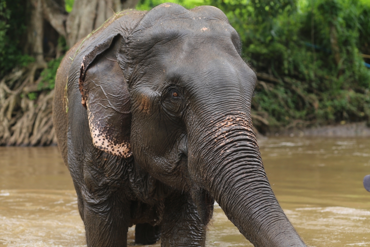*FosterMoLoPo - Fundraiser by Trunks Up Foster Program on *spotfund