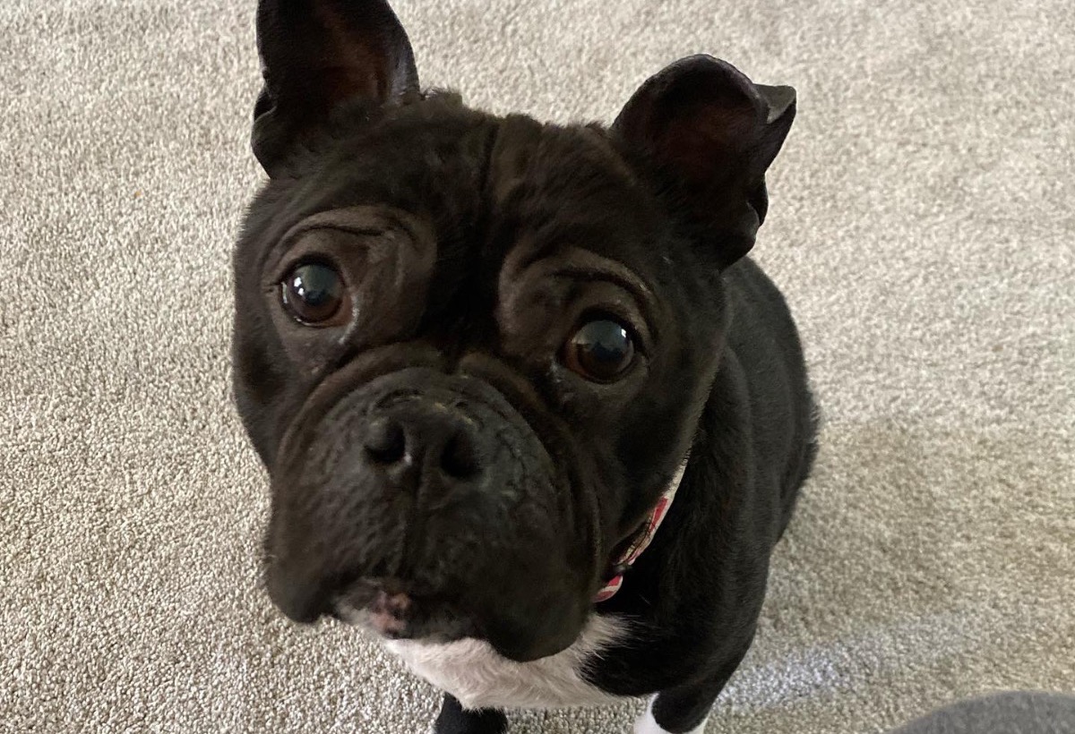 *SurgeryForJarvis - Fundraiser by Sarah Fitch on *spotfund