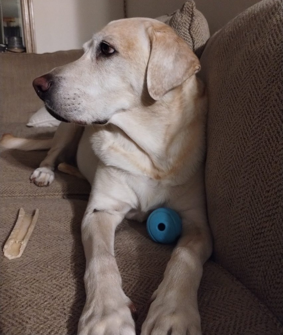 *EmergencyVetDebt - Fundraiser by Bridge Sky on *spotfund