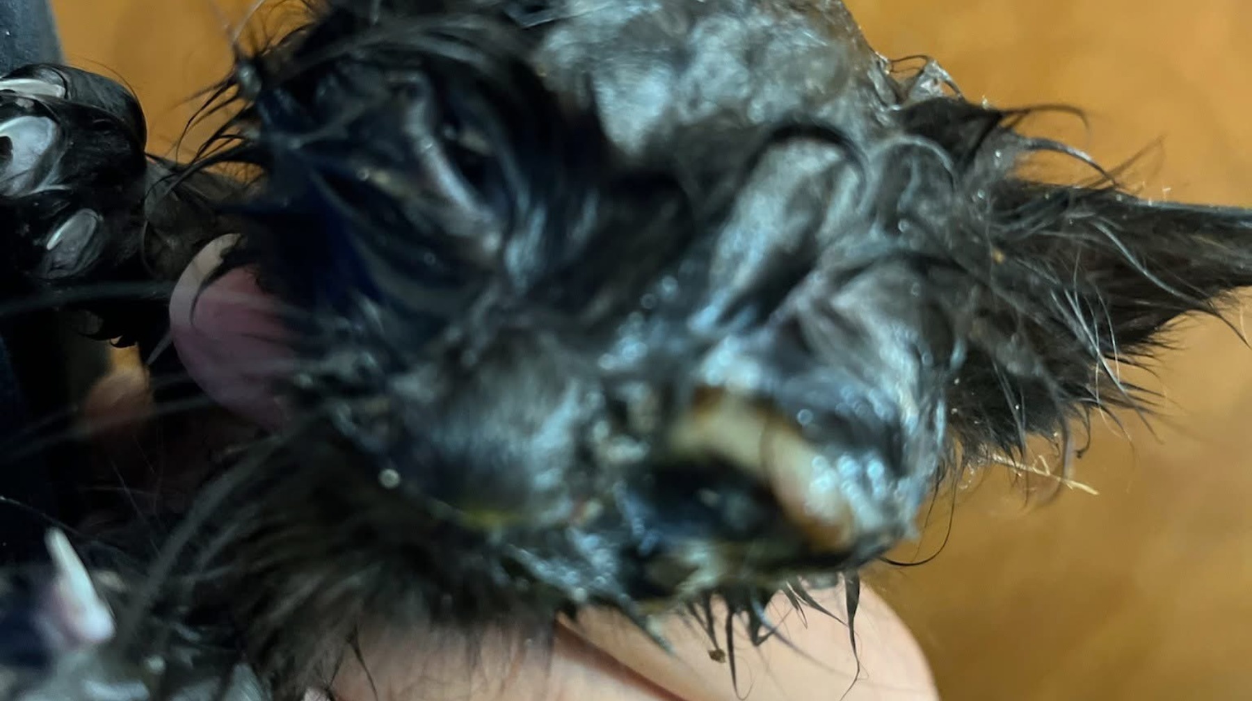 *ParkersKritters - Fundraiser by Sandra Holder-Siers on *spotfund