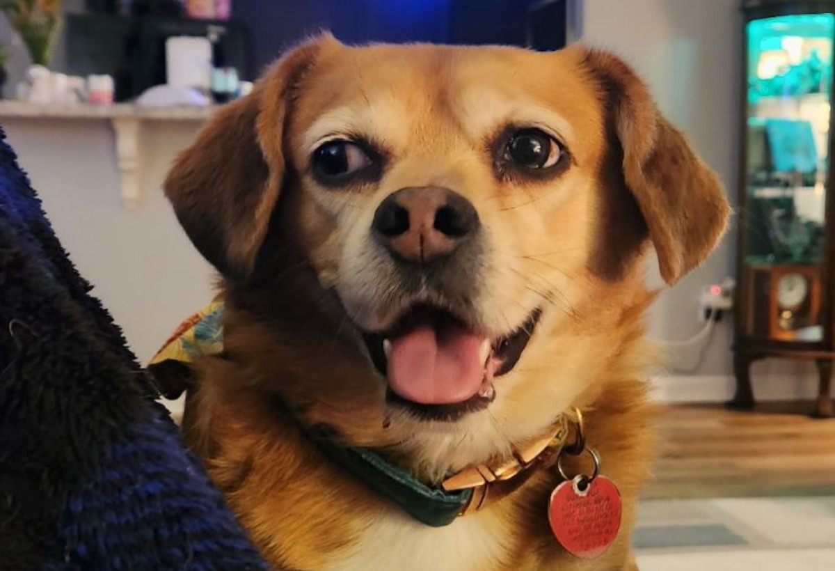 *HealingNala - Fundraiser by Natalie Clem on *spotfund