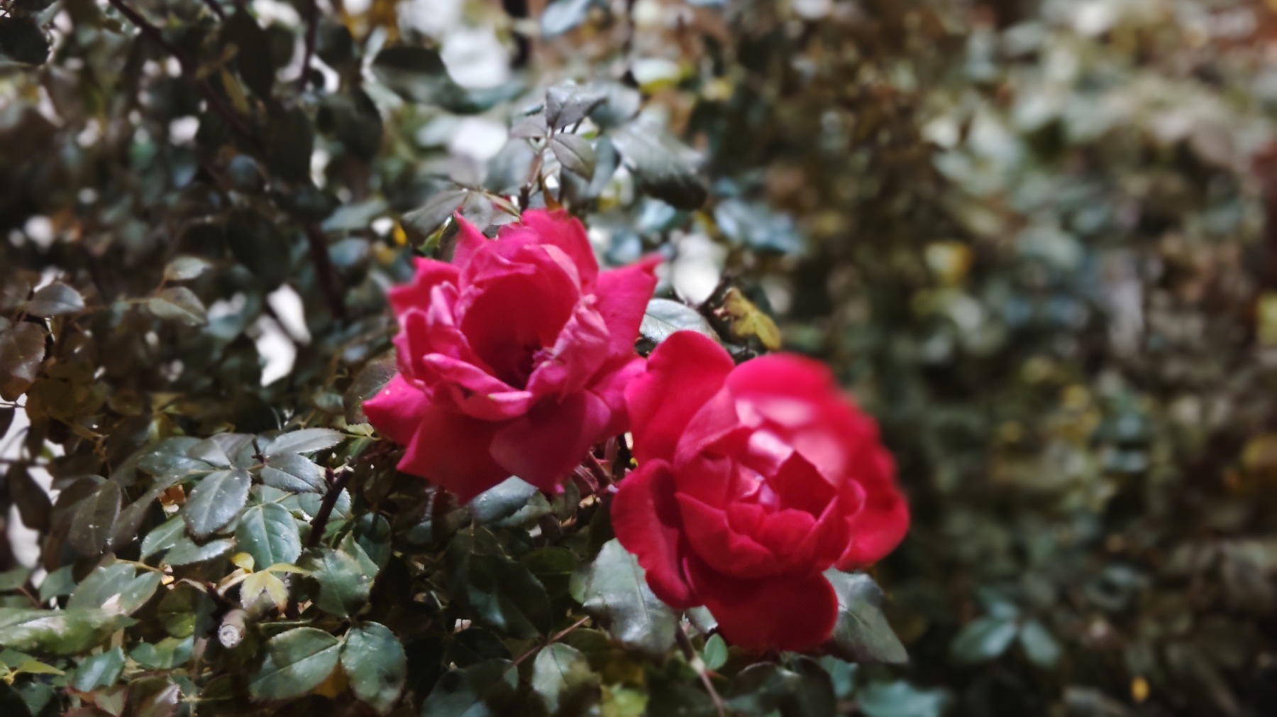 *MedicalSupportForShea - Fundraiser by Ginger Brooks on *spotfund