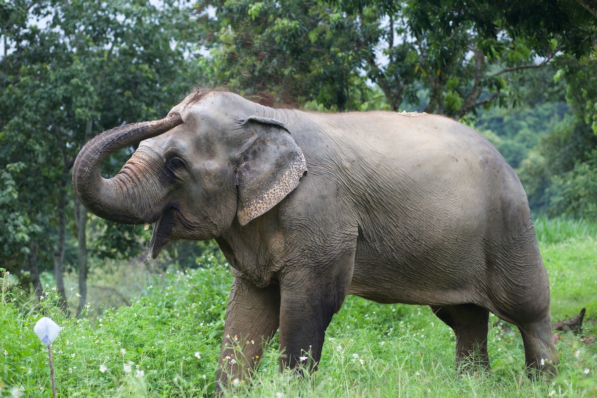 *FosterKhamTui - Fundraiser by Trunks Up Foster Program on *spotfund