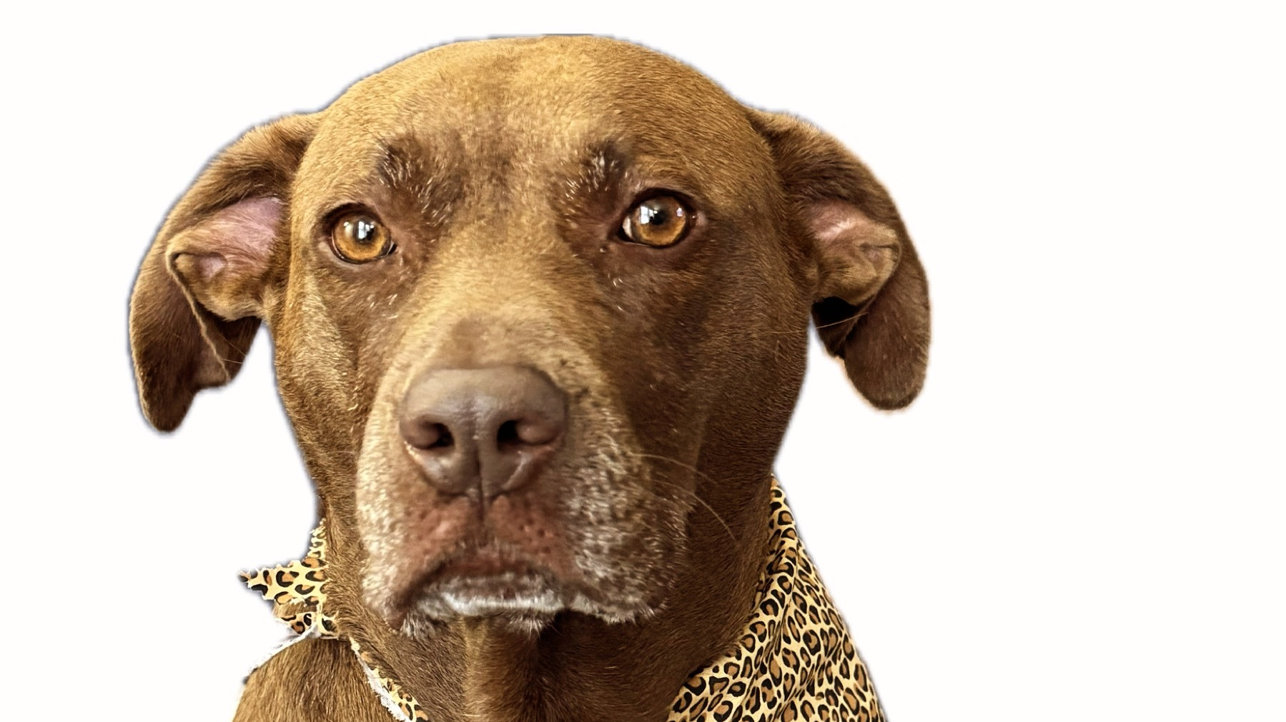 *RiverNeedsSurgery - Fundraiser by Diana Kickery on *spotfund