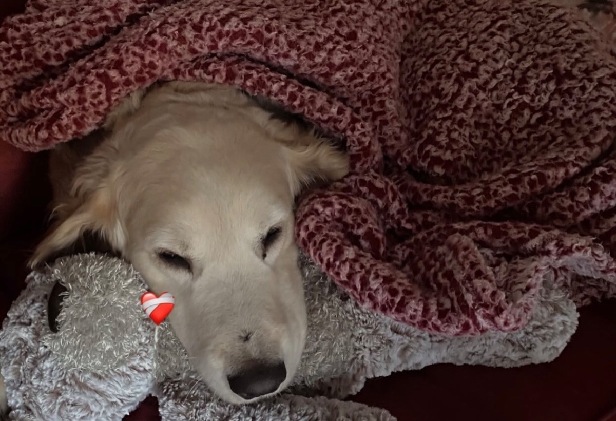 *Layla - Fundraiser by Mariam Padilla on *spotfund