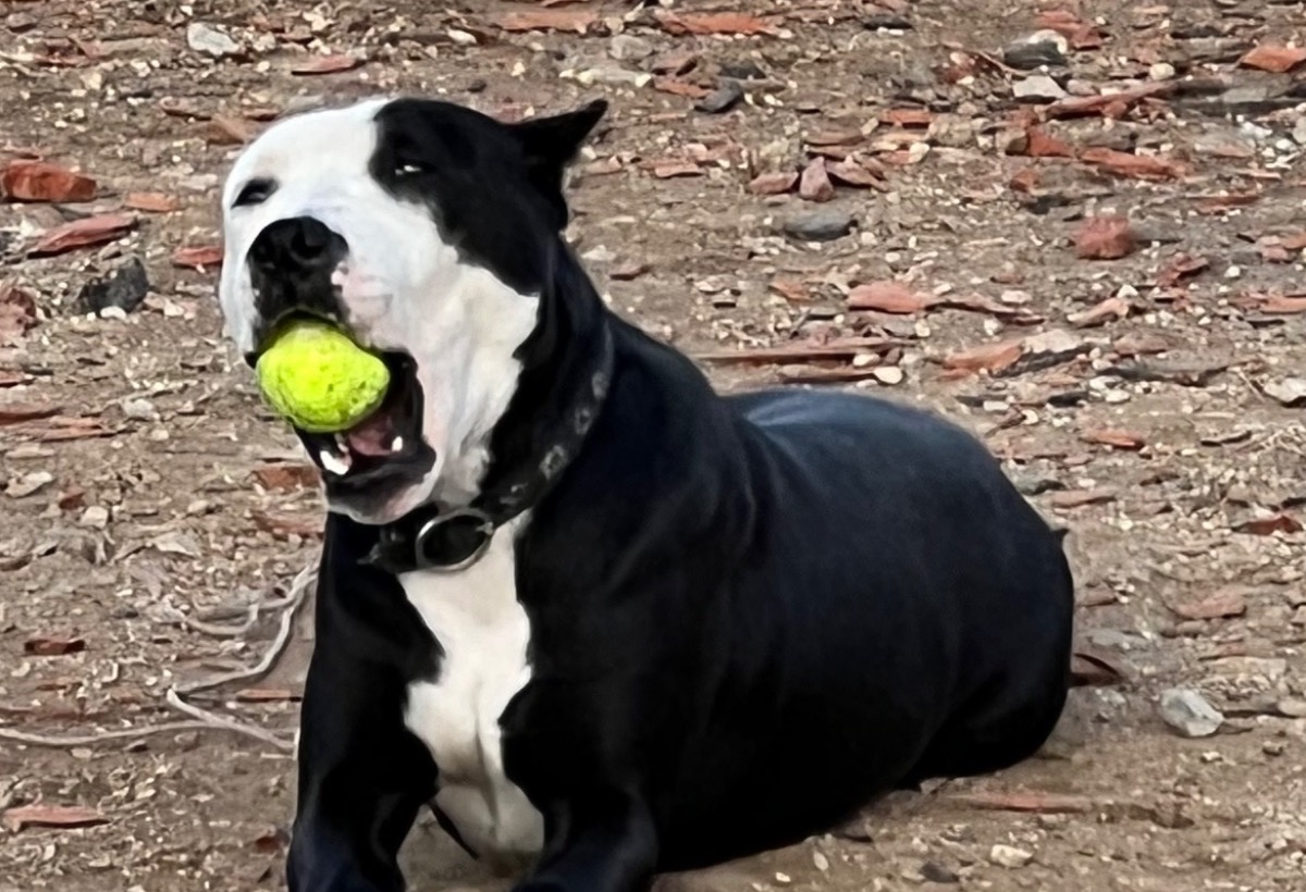 *VetExpenses - Fundraiser by Celine Broecker on *spotfund