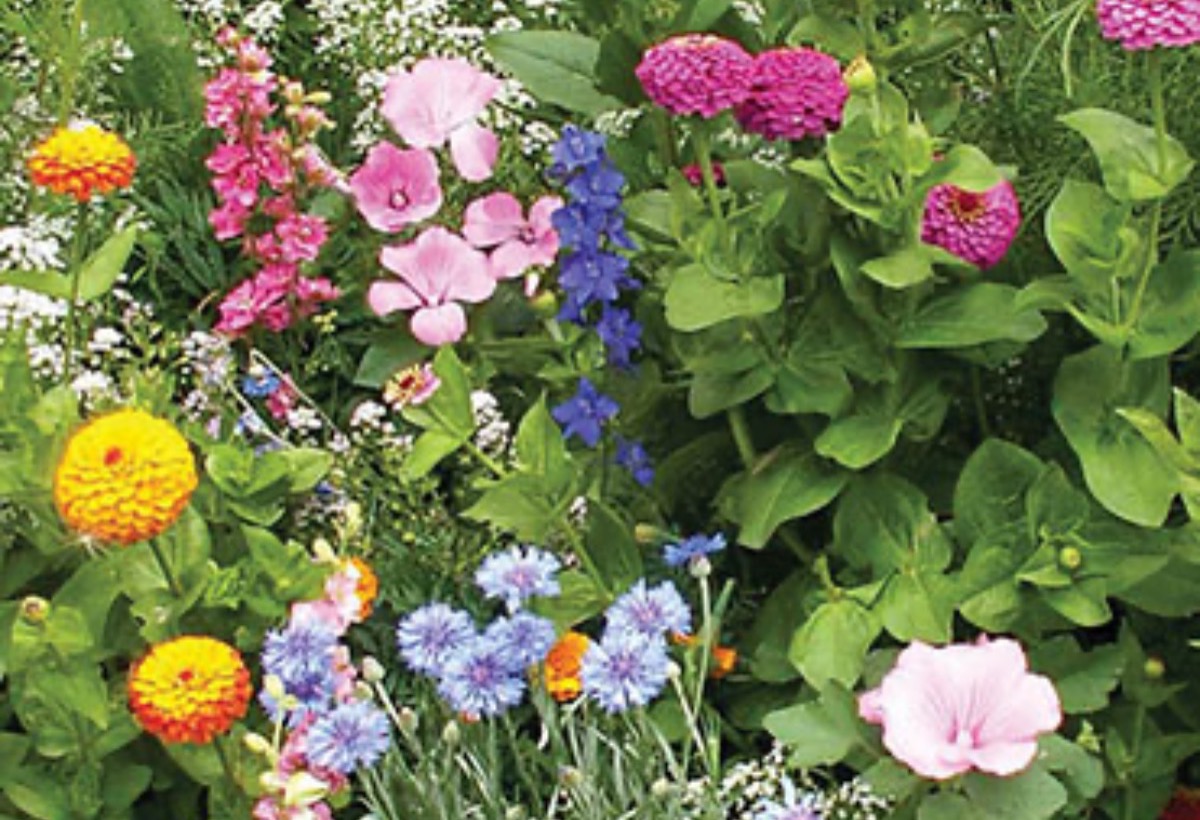 *KindergartenButterflyGarden - Fundraiser by Jennifer Partyka on *spotfund