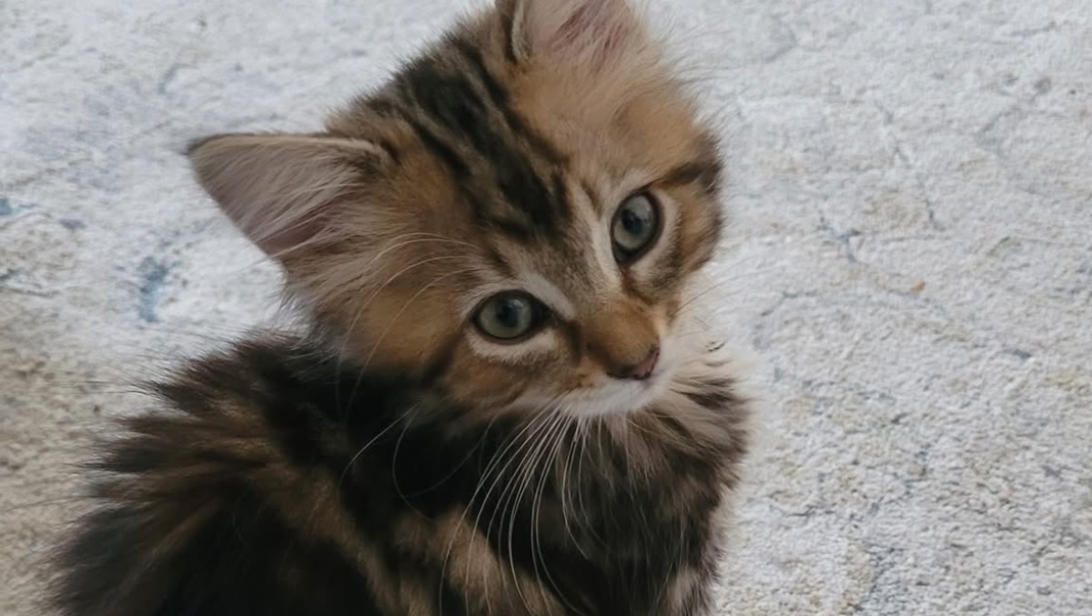 *HelpSaveMyBelovedCatSno - Fundraiser by Artan Sakipi on *spotfund