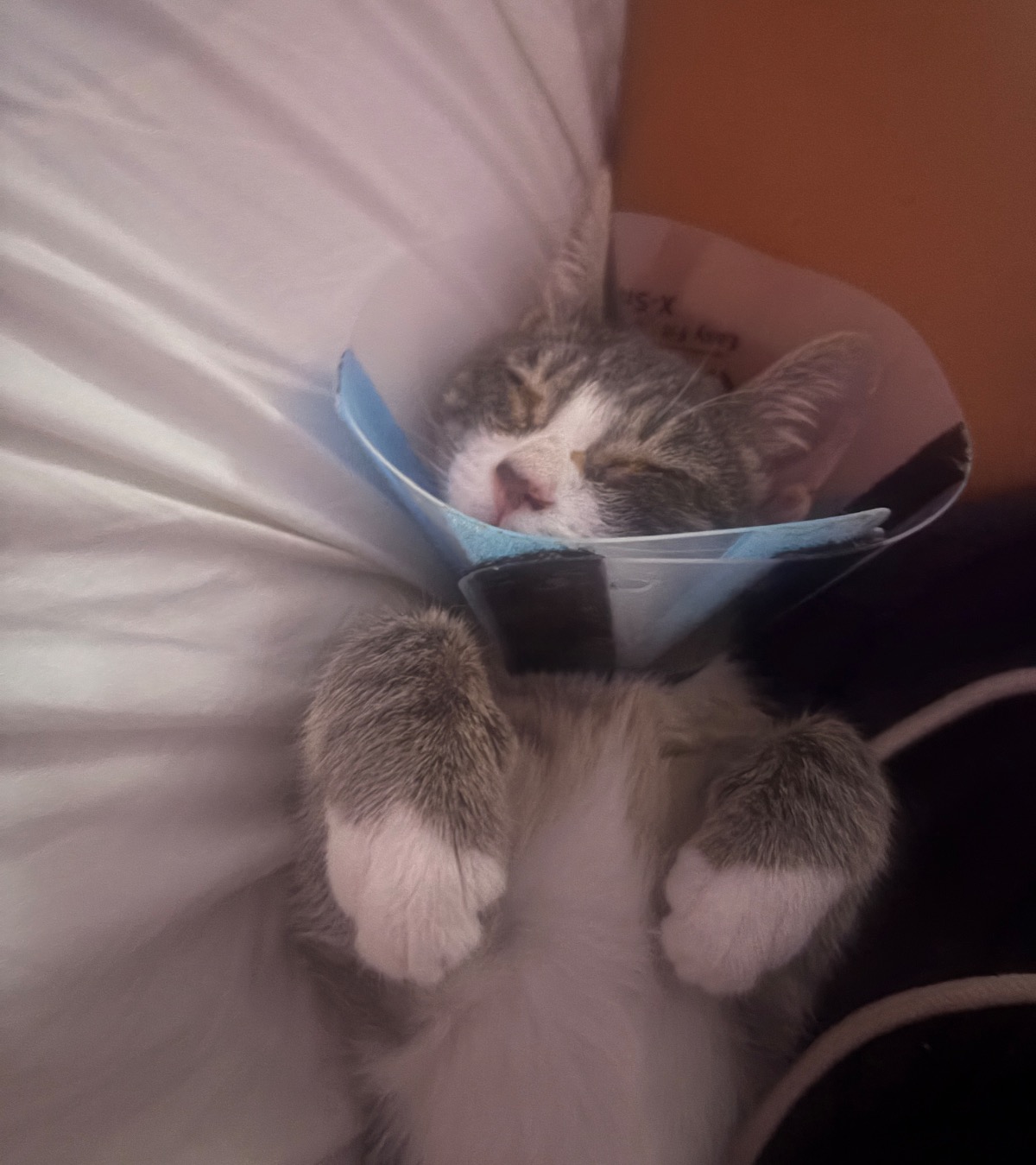 *HelpUsPayVetBillsForTito - Fundraiser by Jenna Slocum on *spotfund