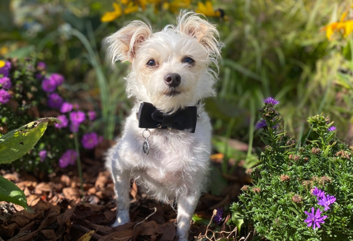 *BarnabyIsGettingSurgery - Fundraiser by Yvette Winburn on *spotfund