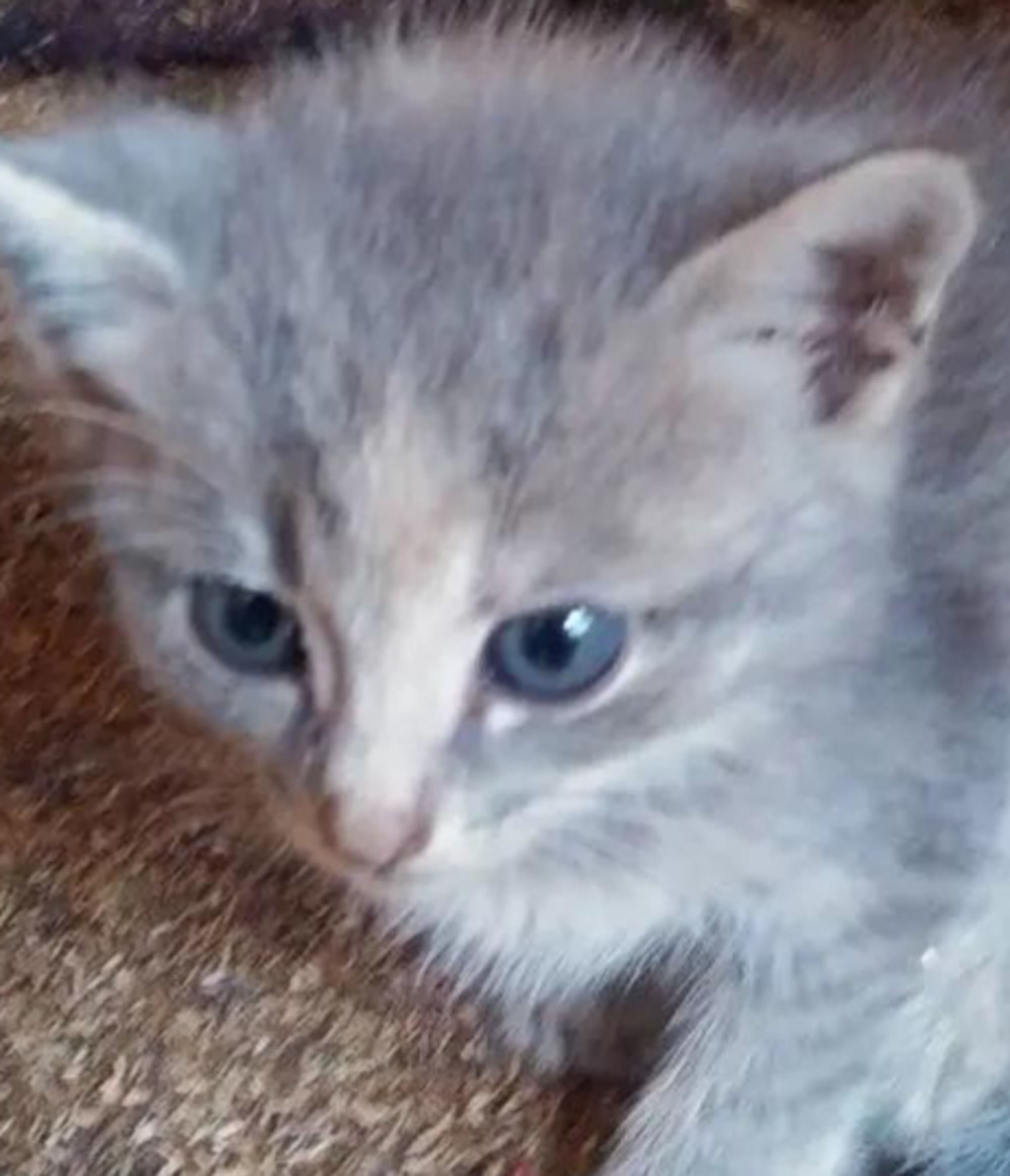 *FaithToAllAnimals - Fundraiser by Ntuyo Jimmy on *spotfund