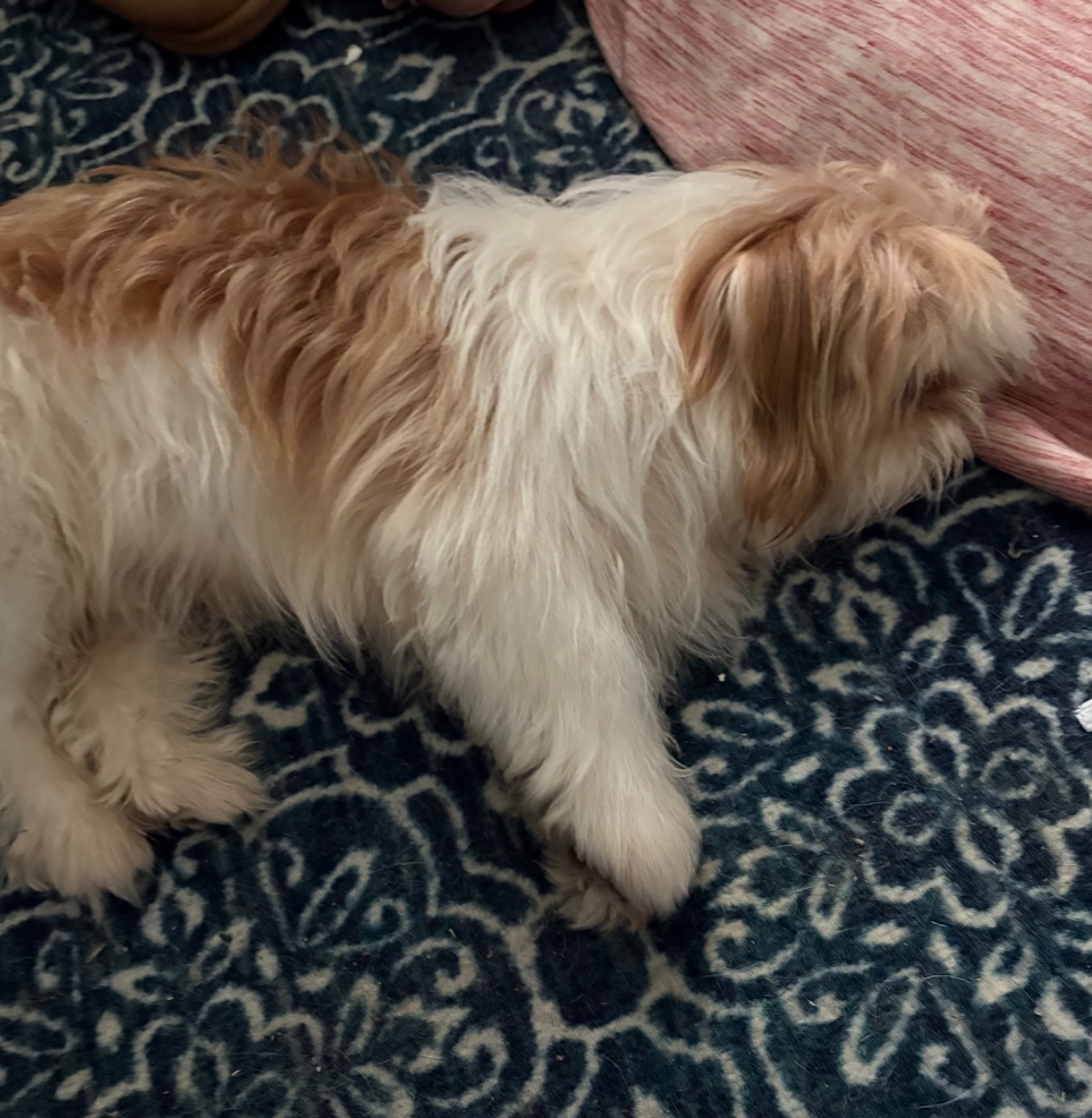 *HelpForShaggy - Fundraiser by Candace Lyn on *spotfund