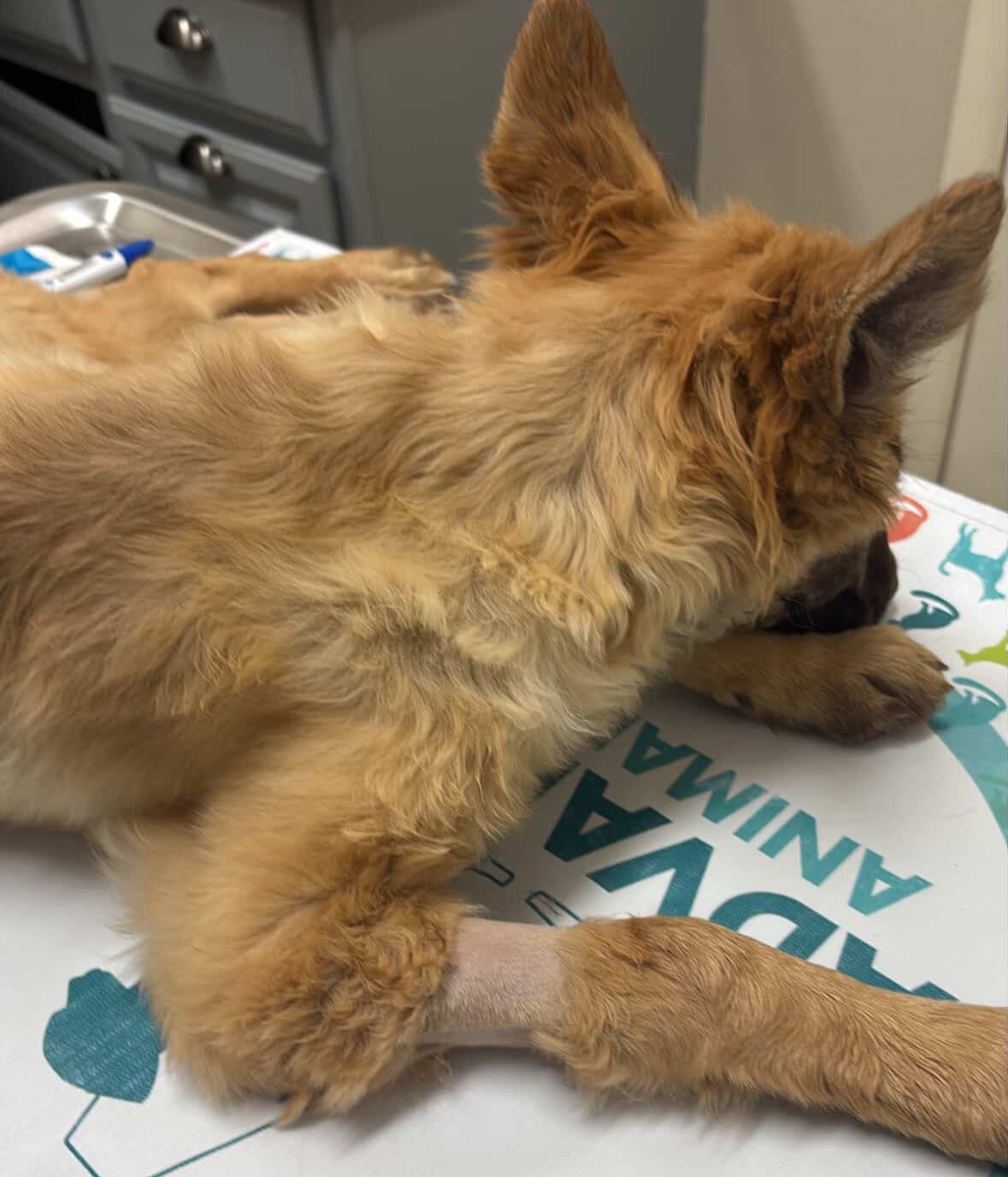 *BearsBattAgainstParvos - Fundraiser by Yoel Eriza on *spotfund