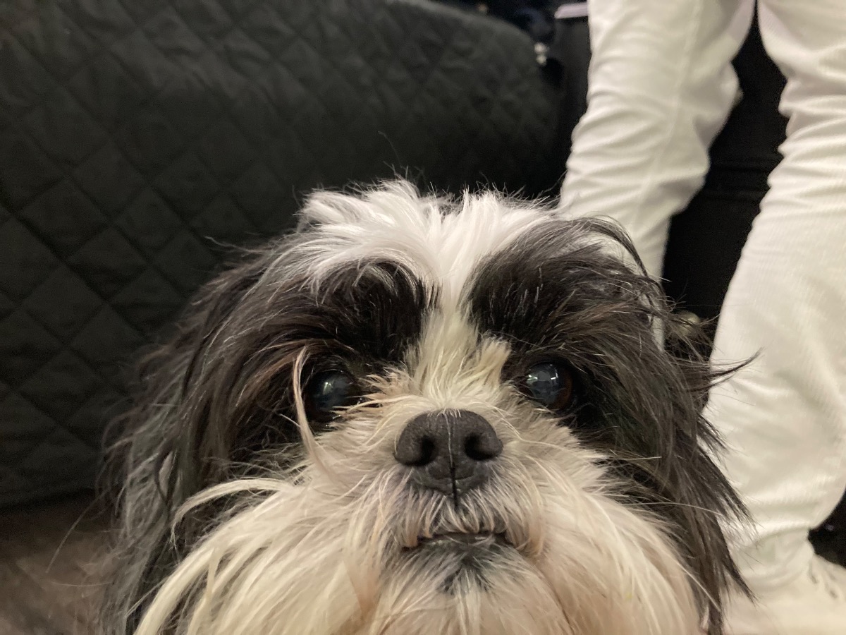 *HelpOurSweetKobyGetBetter - Fundraiser by Nathan Avila on *spotfund