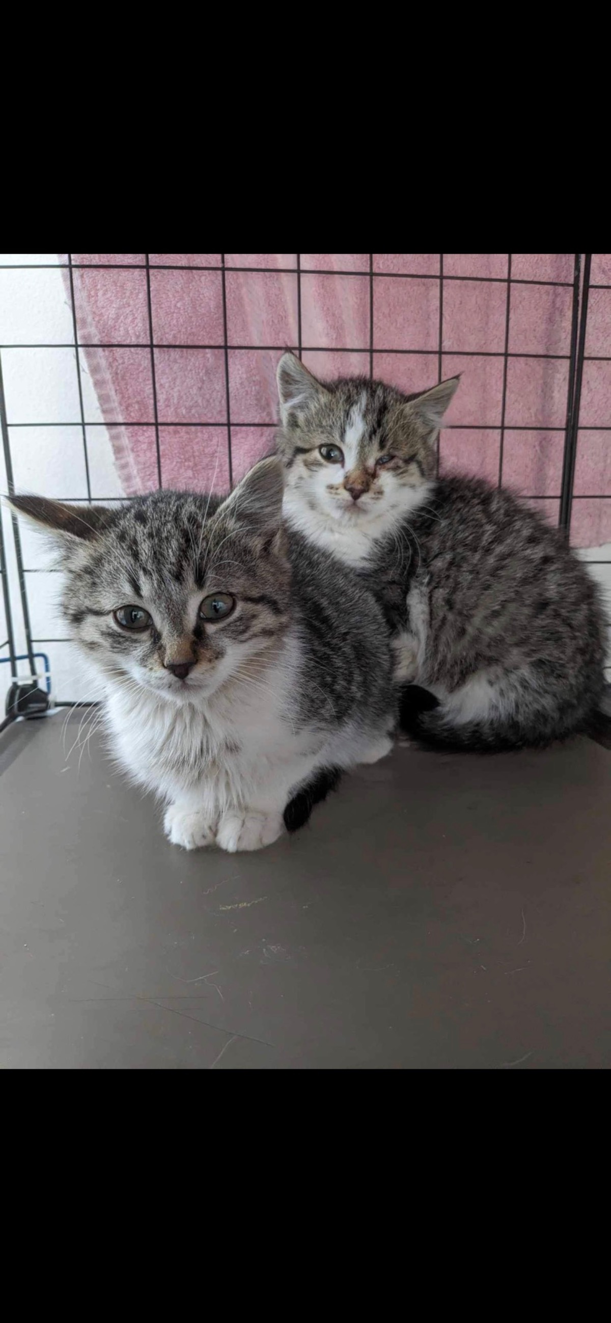 *LibertyAnimalRescue - Fundraiser by Jessica Hartfield Dabish on *spotfund