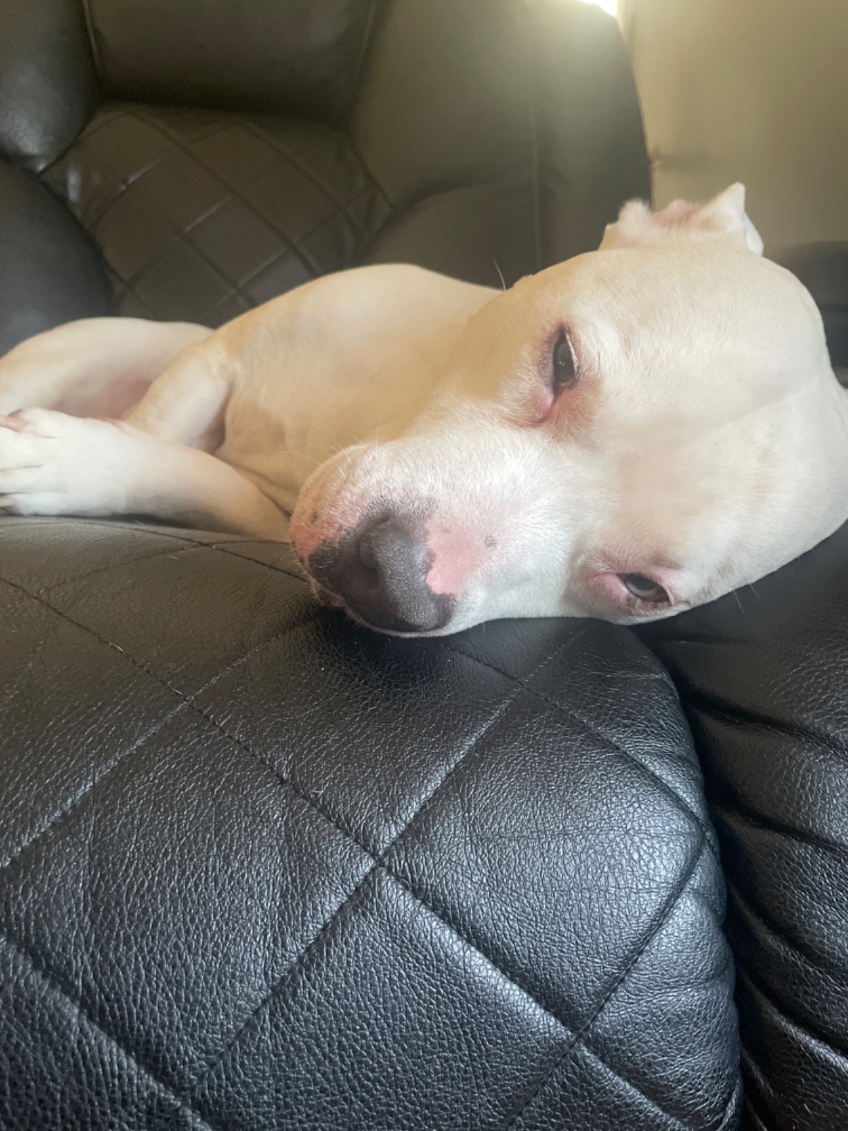 *DESPERATELYNeedHelpWithVet - Fundraiser by Marquasha Maldonado on ...