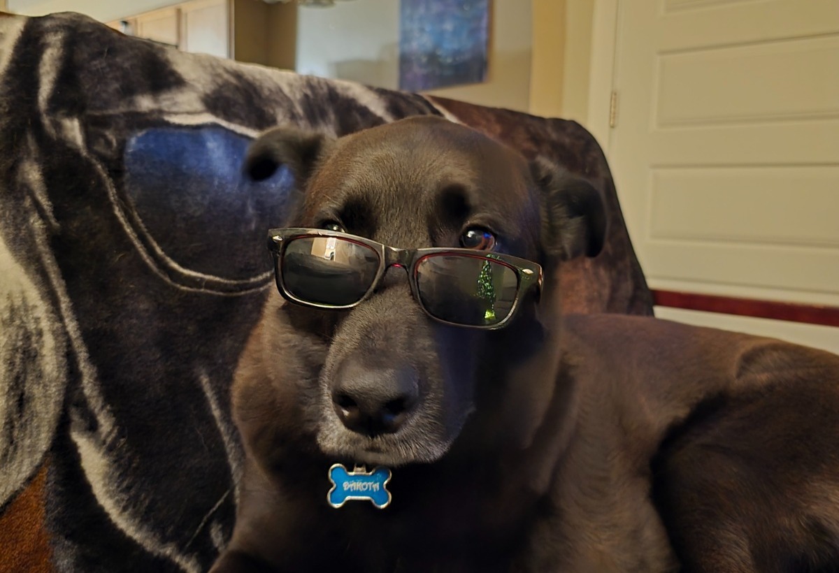 *DakotaSayingGoodbye - Fundraiser by Susan Pyle on *spotfund