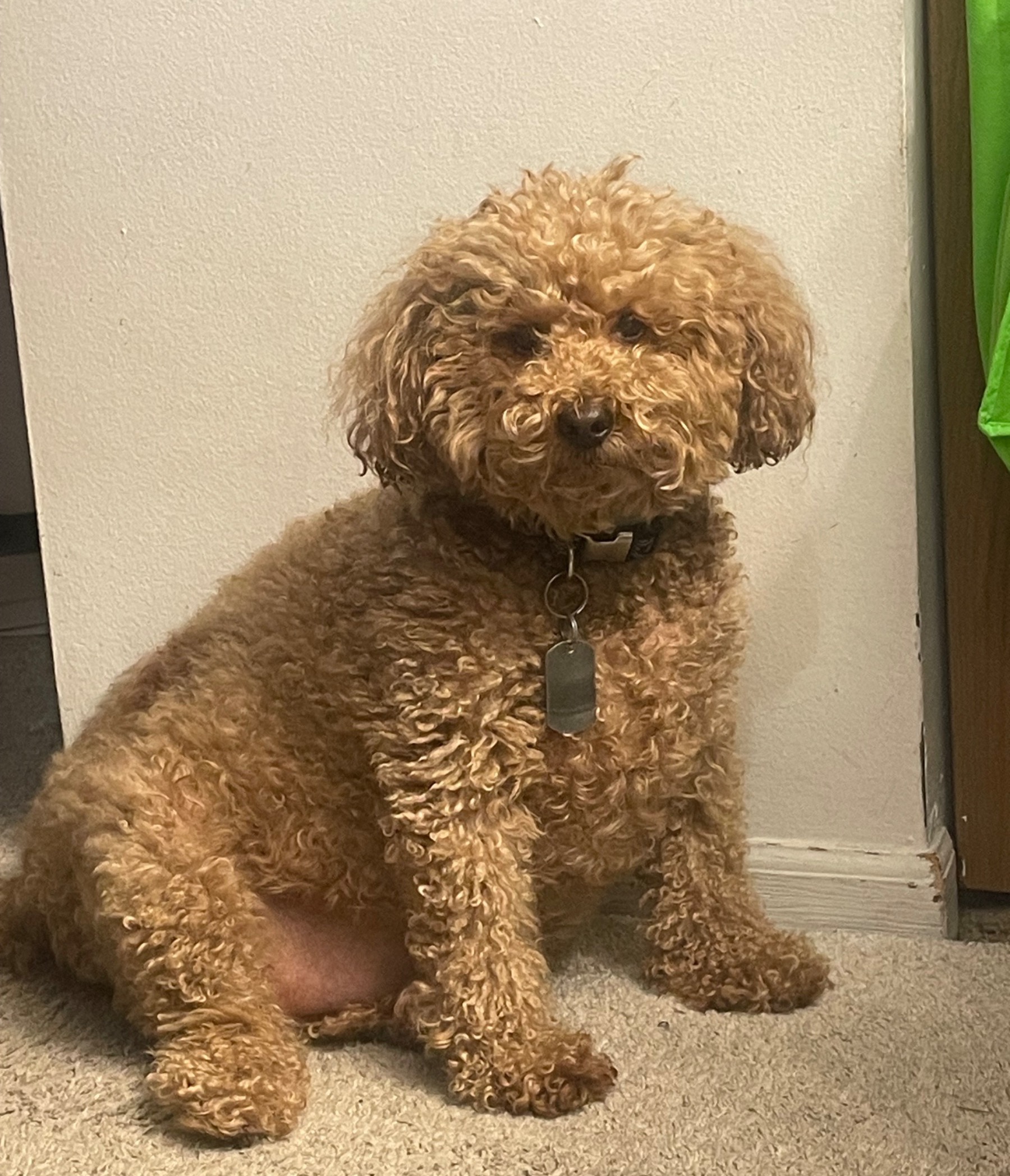 *MySweetDog - Fundraiser by Robin Shaffer-Jones is on *spotfund
