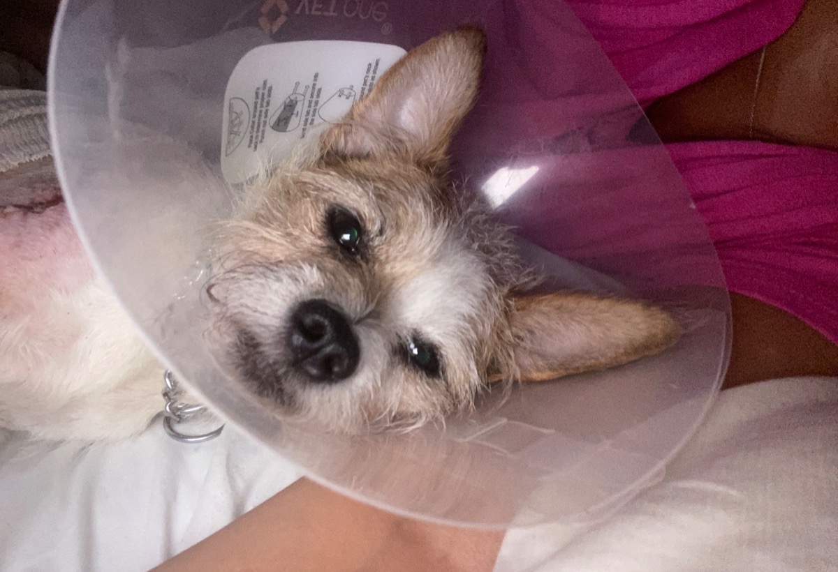 *HelpHermesRecover - Fundraiser by Cheyenne Duffy on *spotfund