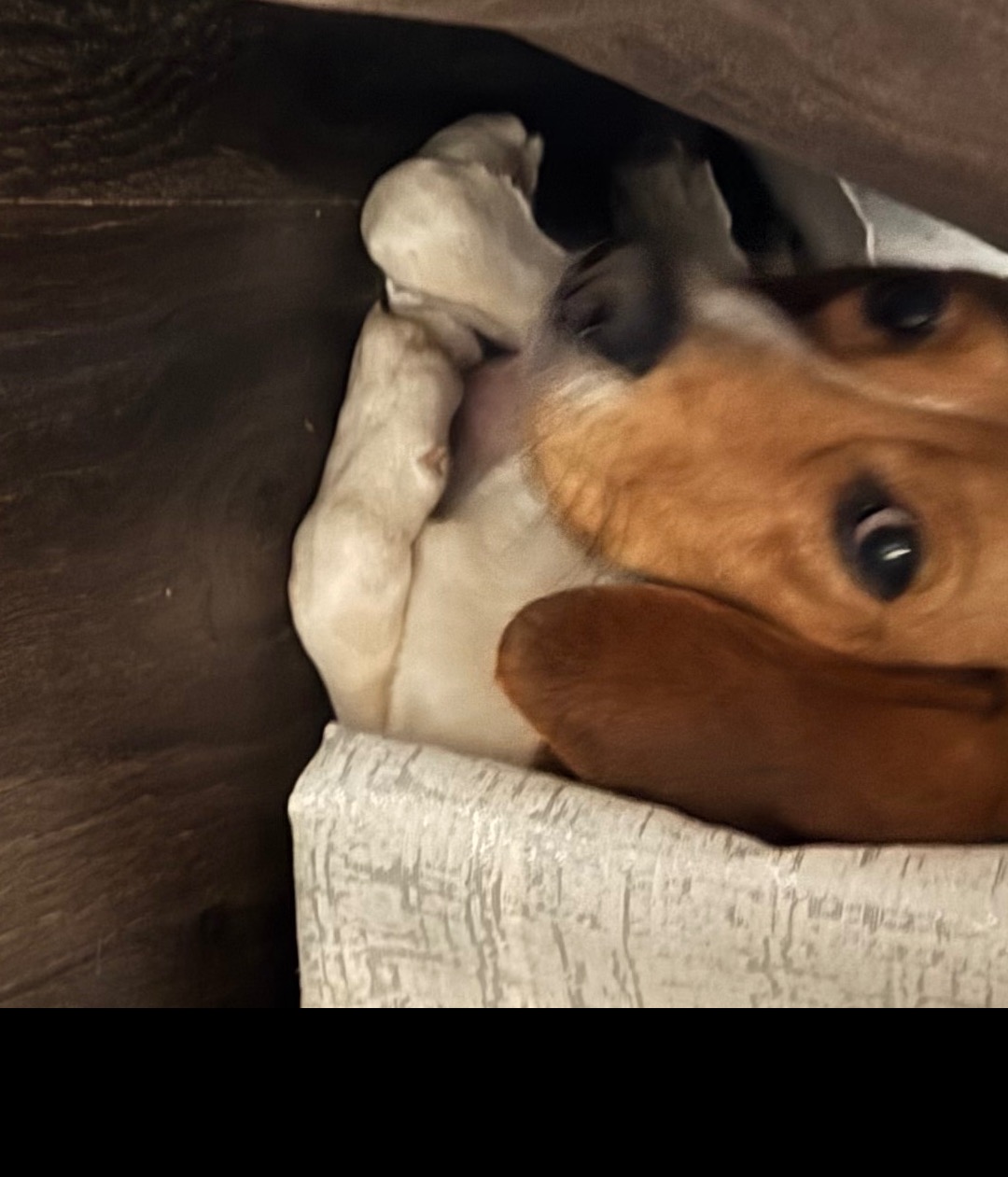 *CoppersMedicalExpenses - Fundraiser by Kaula Terry on *spotfund