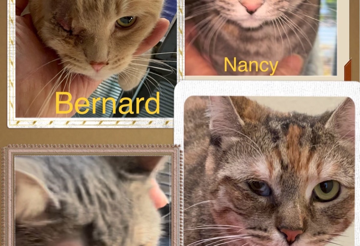 *AGoodDeedTurnedIntoABi - Fundraiser by Susan Zeitz on *spotfund