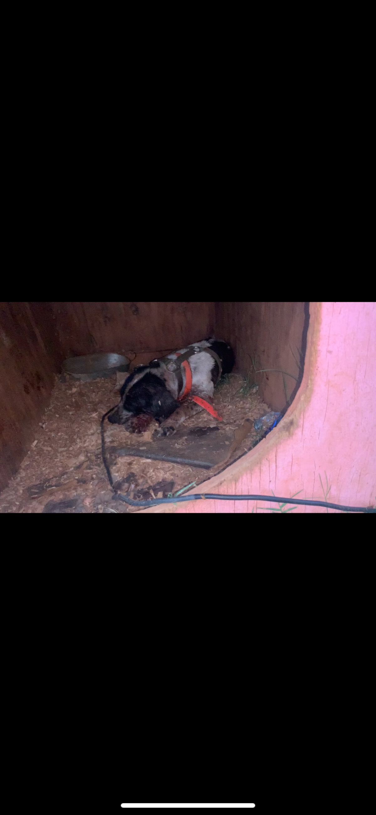 *MyDogGotAttacked - Fundraiser by Ambriel Burdette on *spotfund