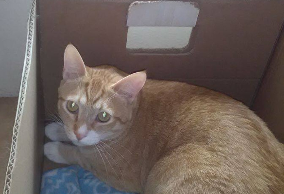 *BootsUrgentMouthSurgery - Fundraiser by Tom and Cat Lyon on *spotfund