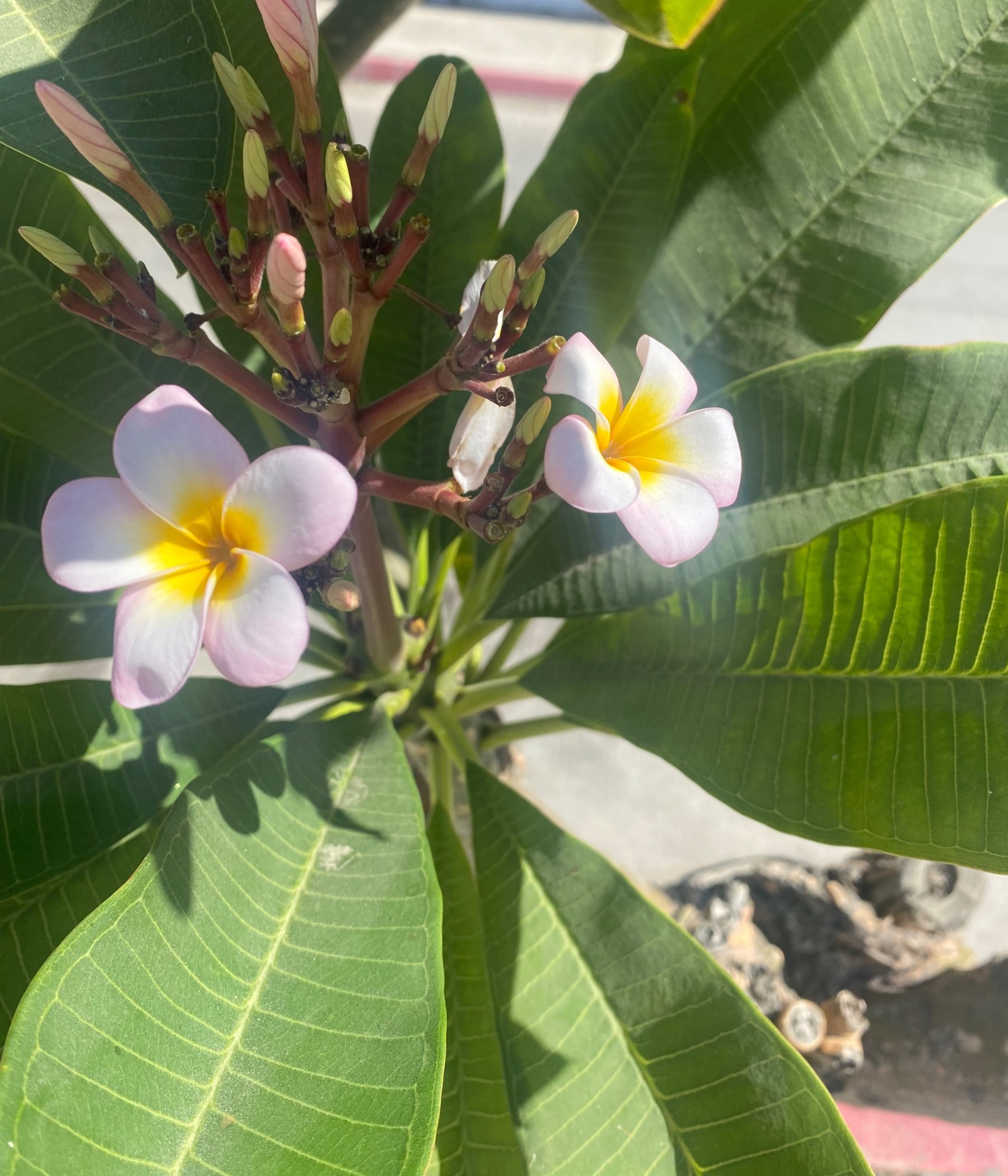 *GraduationTriptoEurope - Fundraiser by Charlie Johnson on *spotfund