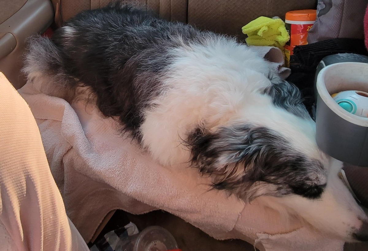 *DakotasLifesavingSurgery - Fundraiser by Aimee Sumner on *spotfund