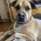 *PleaseHelpTucker - Fundraiser by Nicole Zeolla on *spotfund